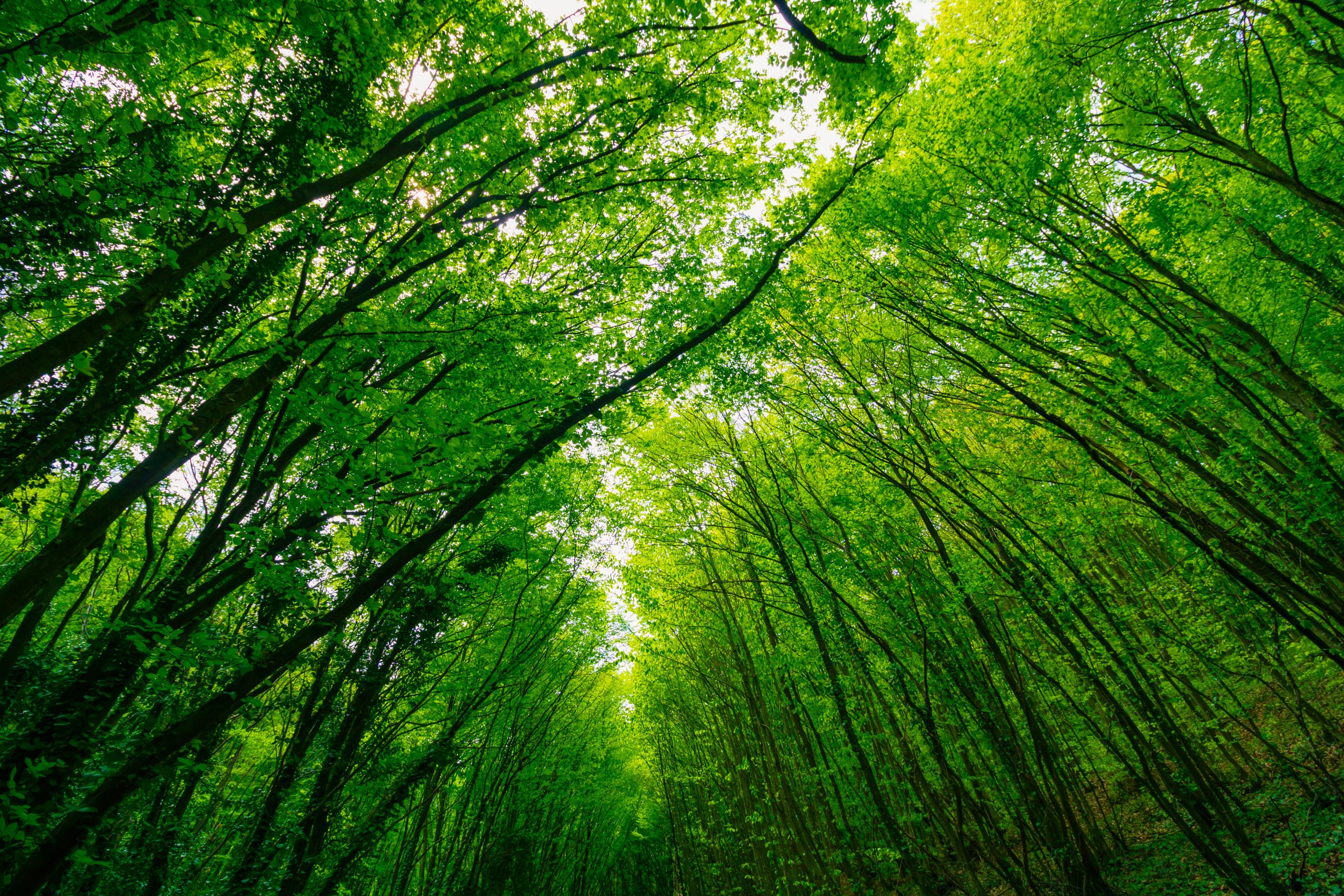 Calian CARES : La GSE chez Calian en 2024 - Ressources